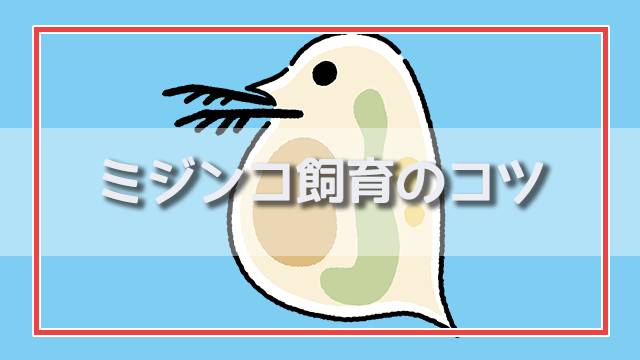 【誰でも】ミジンコのペットボトルでの増やし方！コツや基本を全て紹介【簡単】｜爆殖！ミジンコ増やし方ラボ